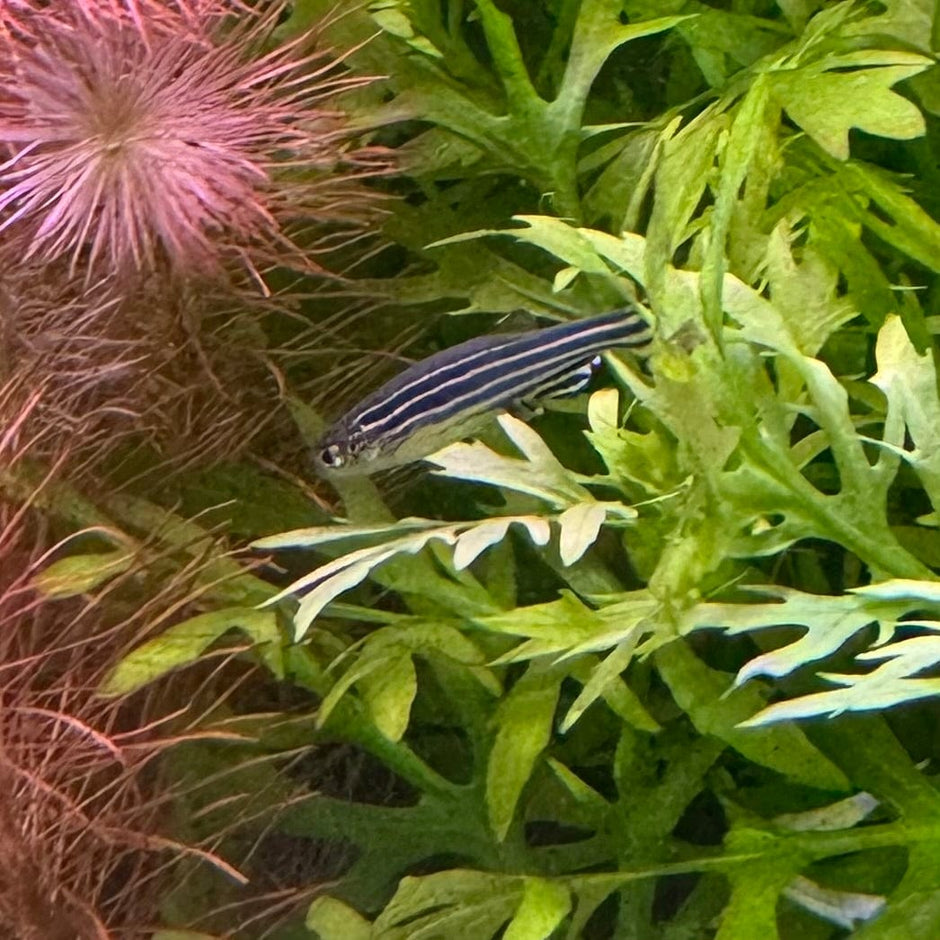 DANIOS & MINNOW - The Fish Farm Australia