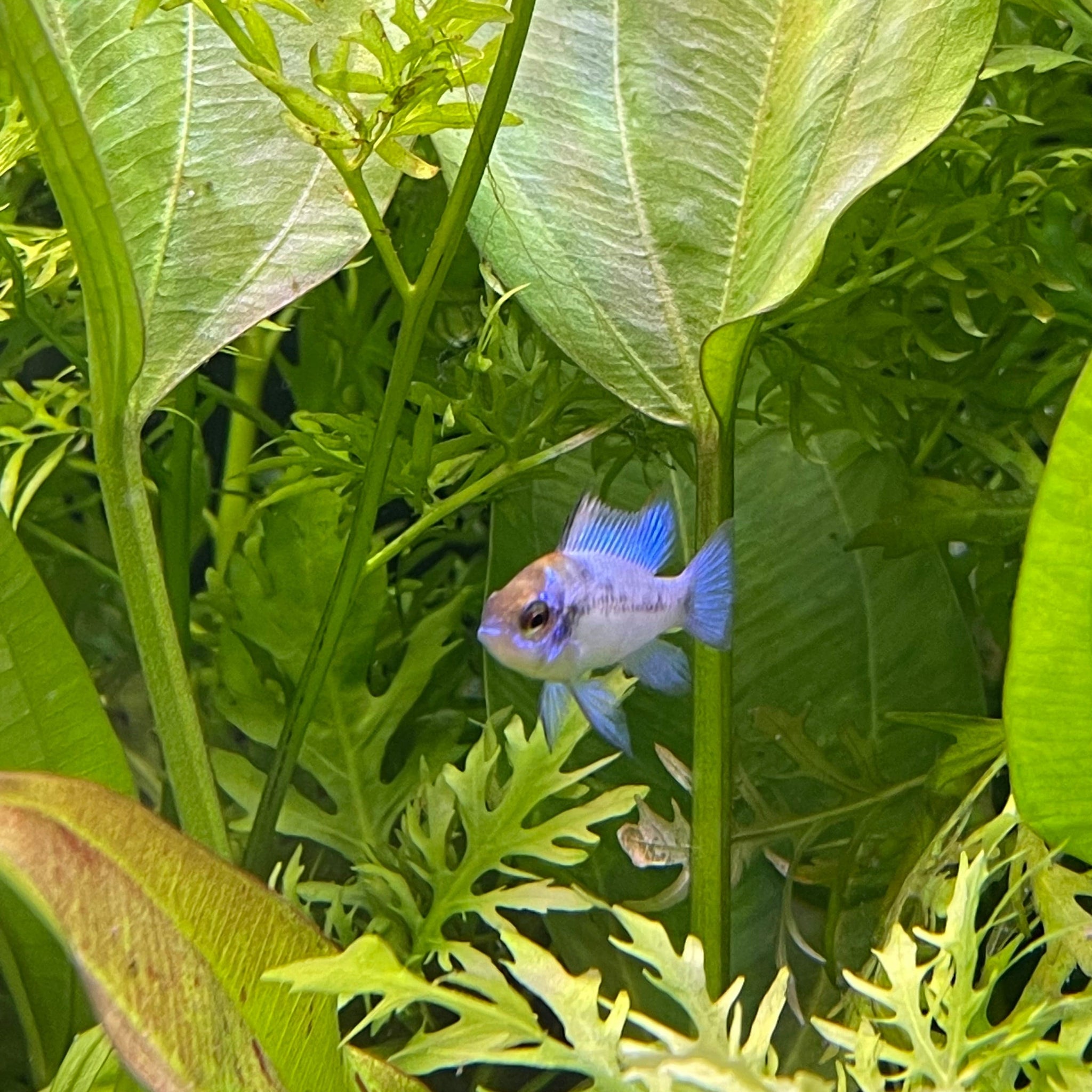 Buy Ram - Electric Blue - Dwarf American Cichlid - The Fish Farm