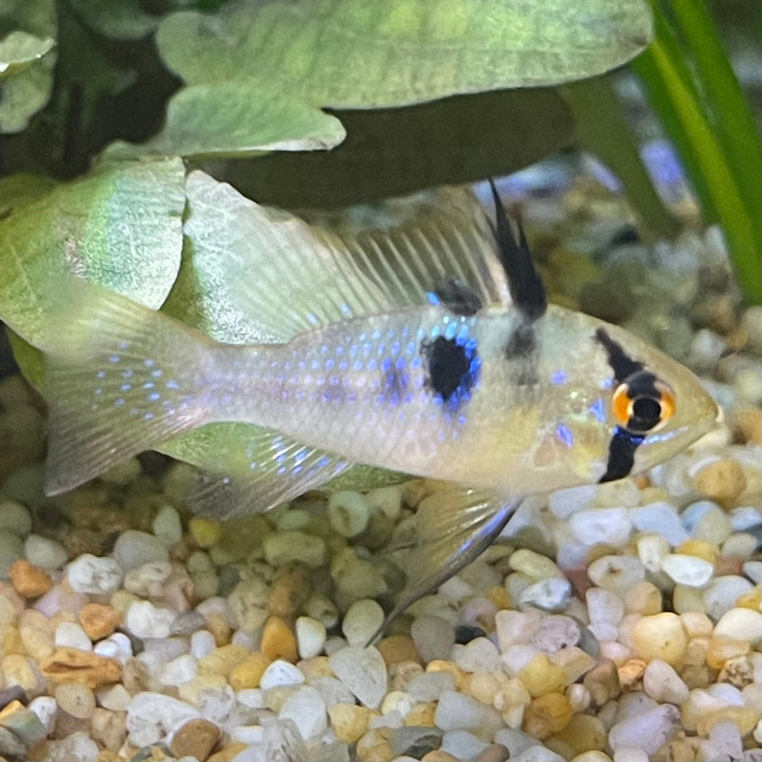 German Blue Ram Cichlid - The Fish farm – The Fish Farm
