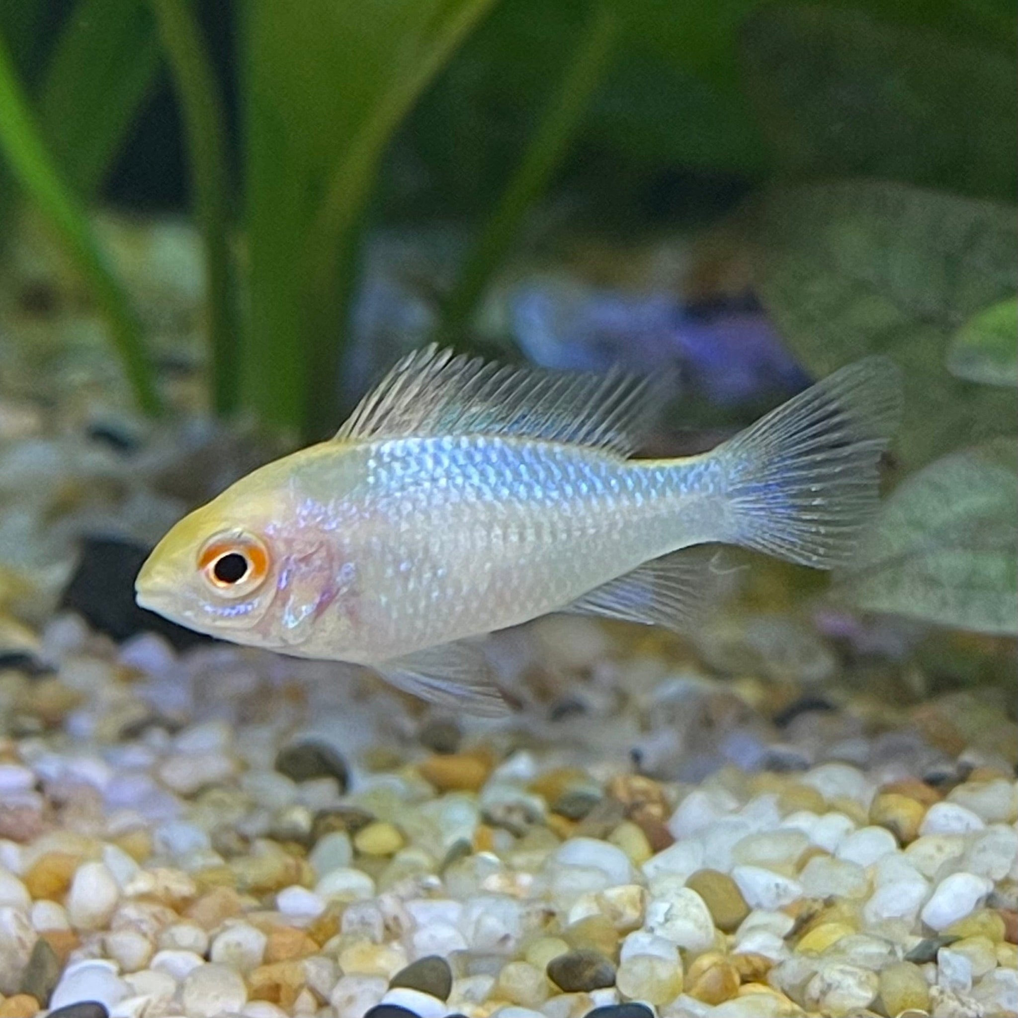 Platinum Ram Dwarf American Cichlid - The Fish Farm