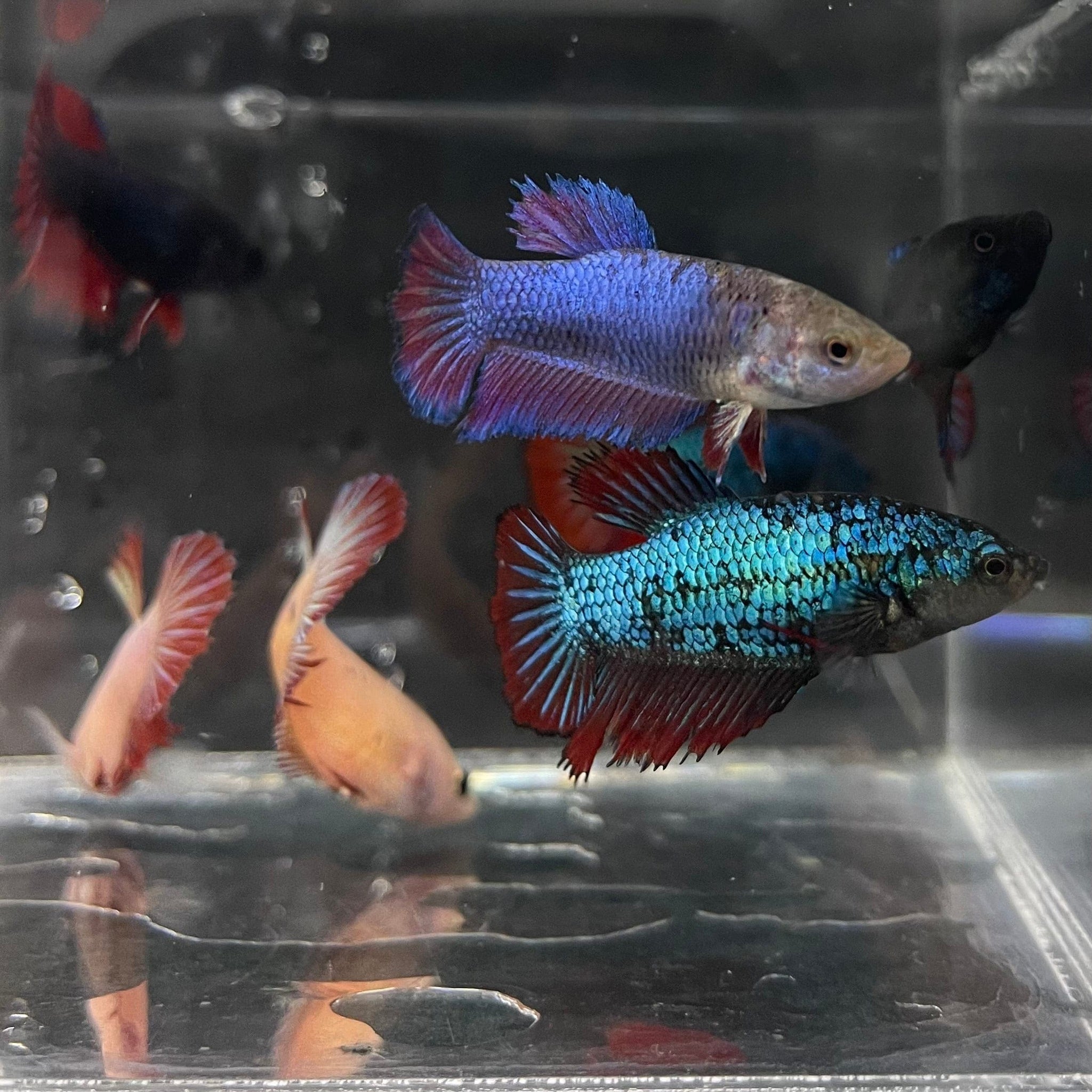 Assorted Coloured Female Bettas (Fighter Fish) - The Fish Farm