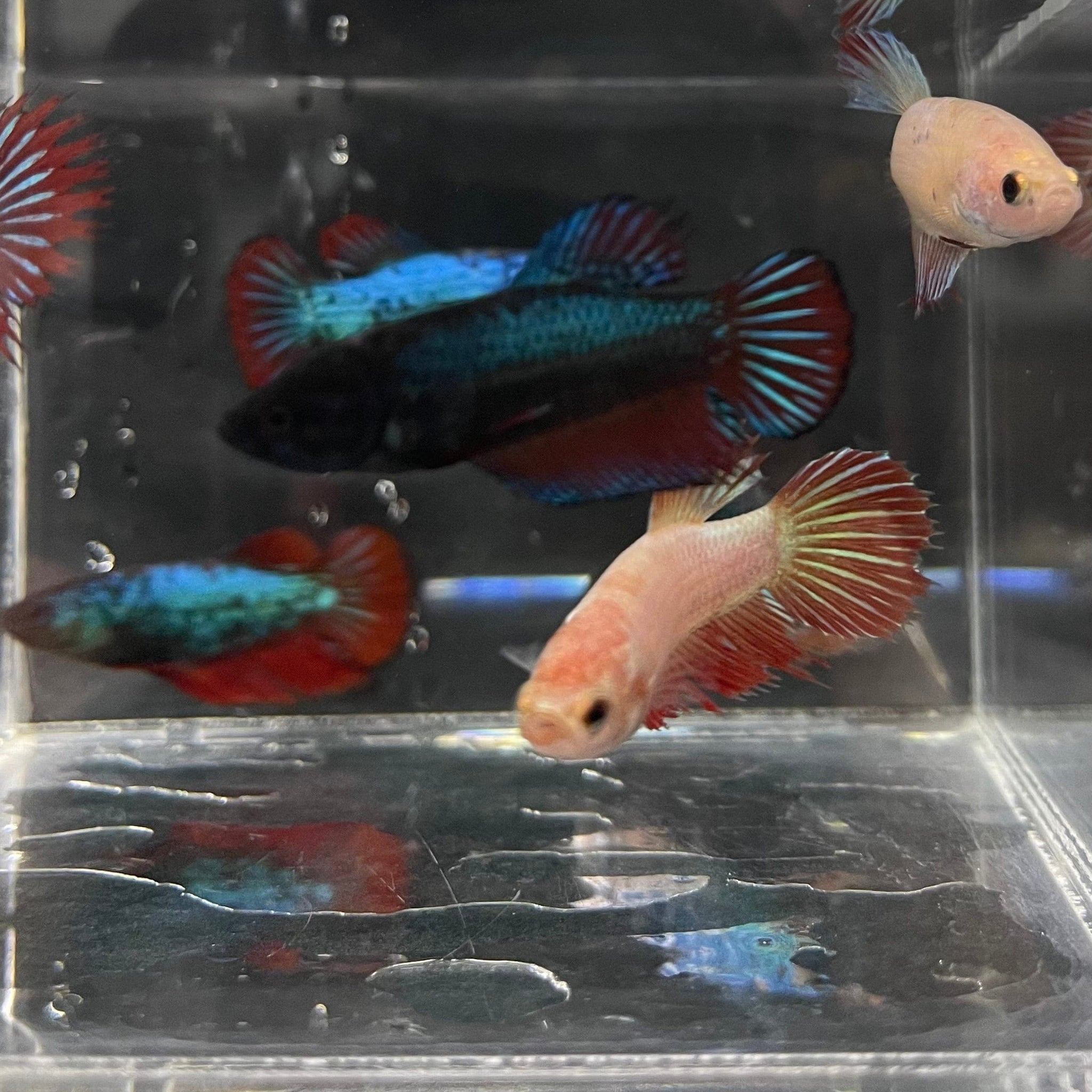 Assorted Coloured Female Bettas (Fighter Fish) - The Fish Farm