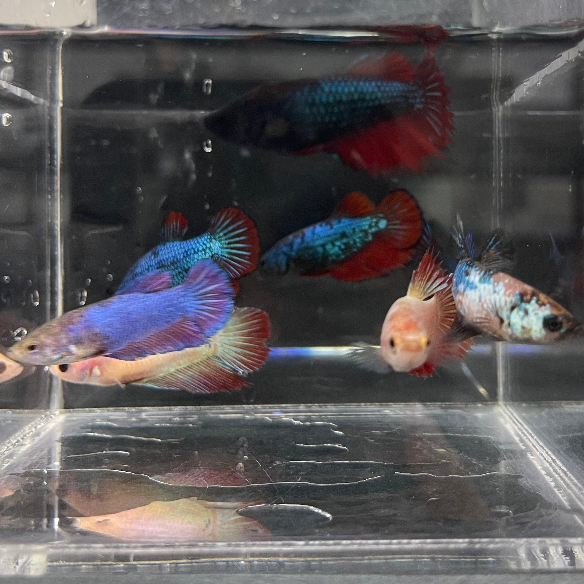 Assorted Coloured Female Bettas (Fighter Fish) - The Fish Farm