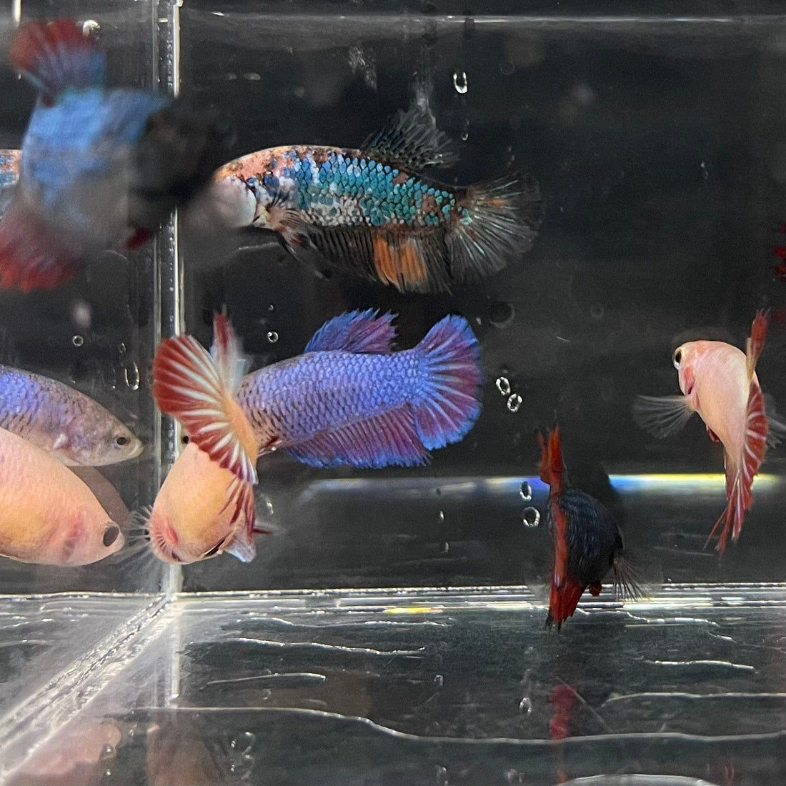 Assorted Coloured Female Bettas (Fighter Fish) - The Fish Farm