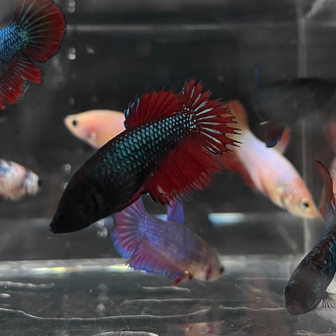 Assorted Coloured Female Bettas (Fighter Fish) - The Fish Farm