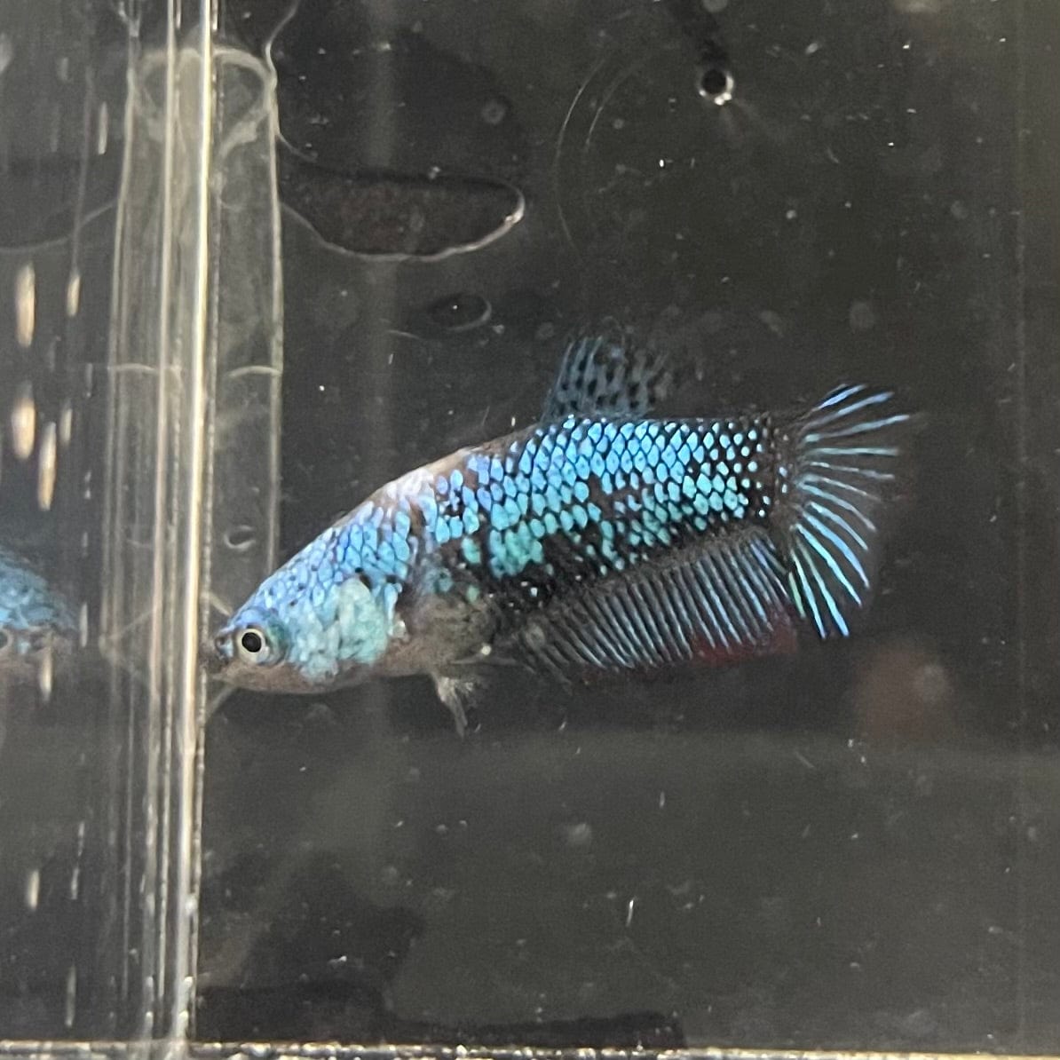 Choose your own Female Betta at The Fish Farm Australia