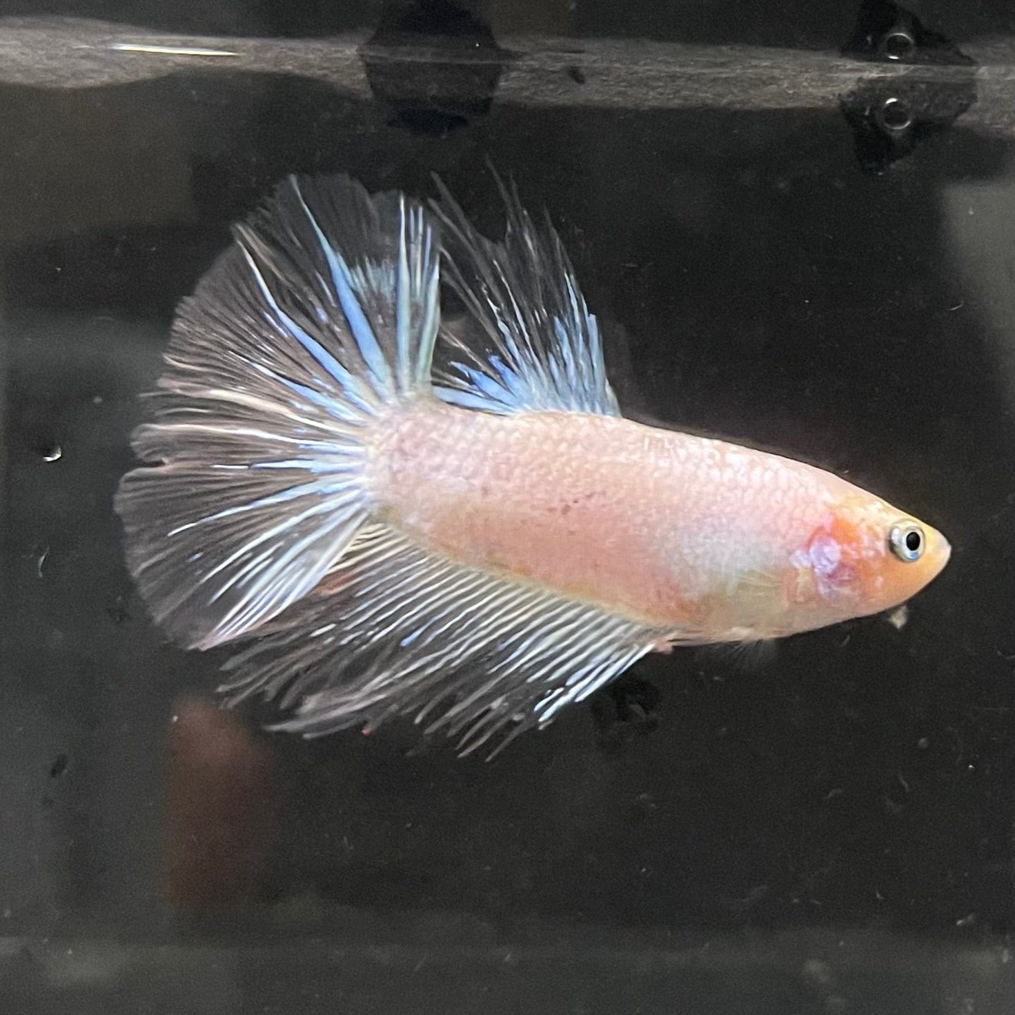 Choose your own Female Betta at The Fish Farm Australia