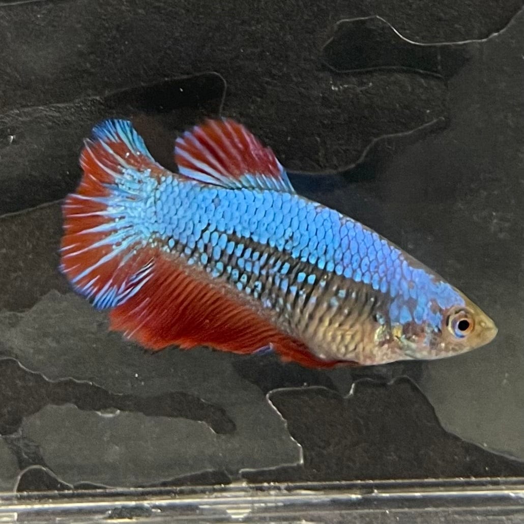 Choose your own Female Betta at The Fish Farm Australia