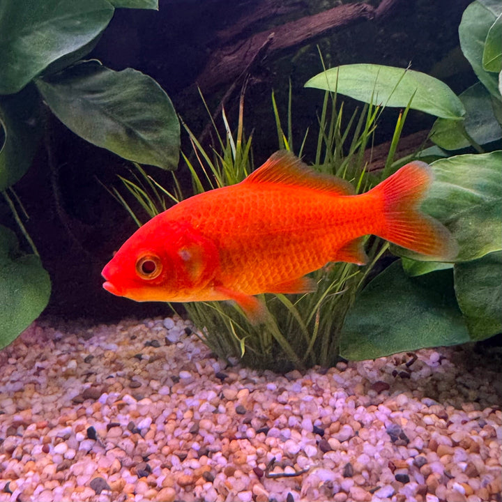 Australian Goldfish - The Fish Farm