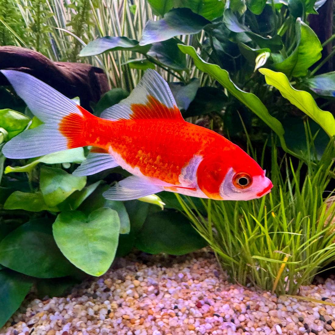 Red & White Comet Goldfish - The Fish Farm