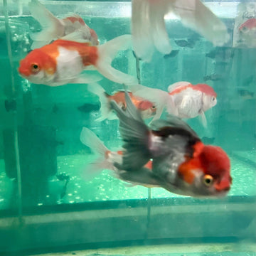 Australian Goldfish - The Fish Farm