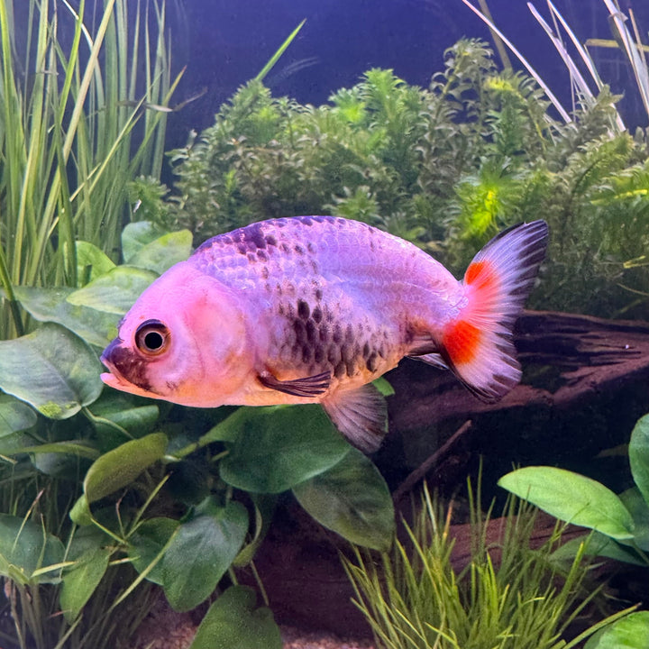 Australian Goldfish - The Fish Farm