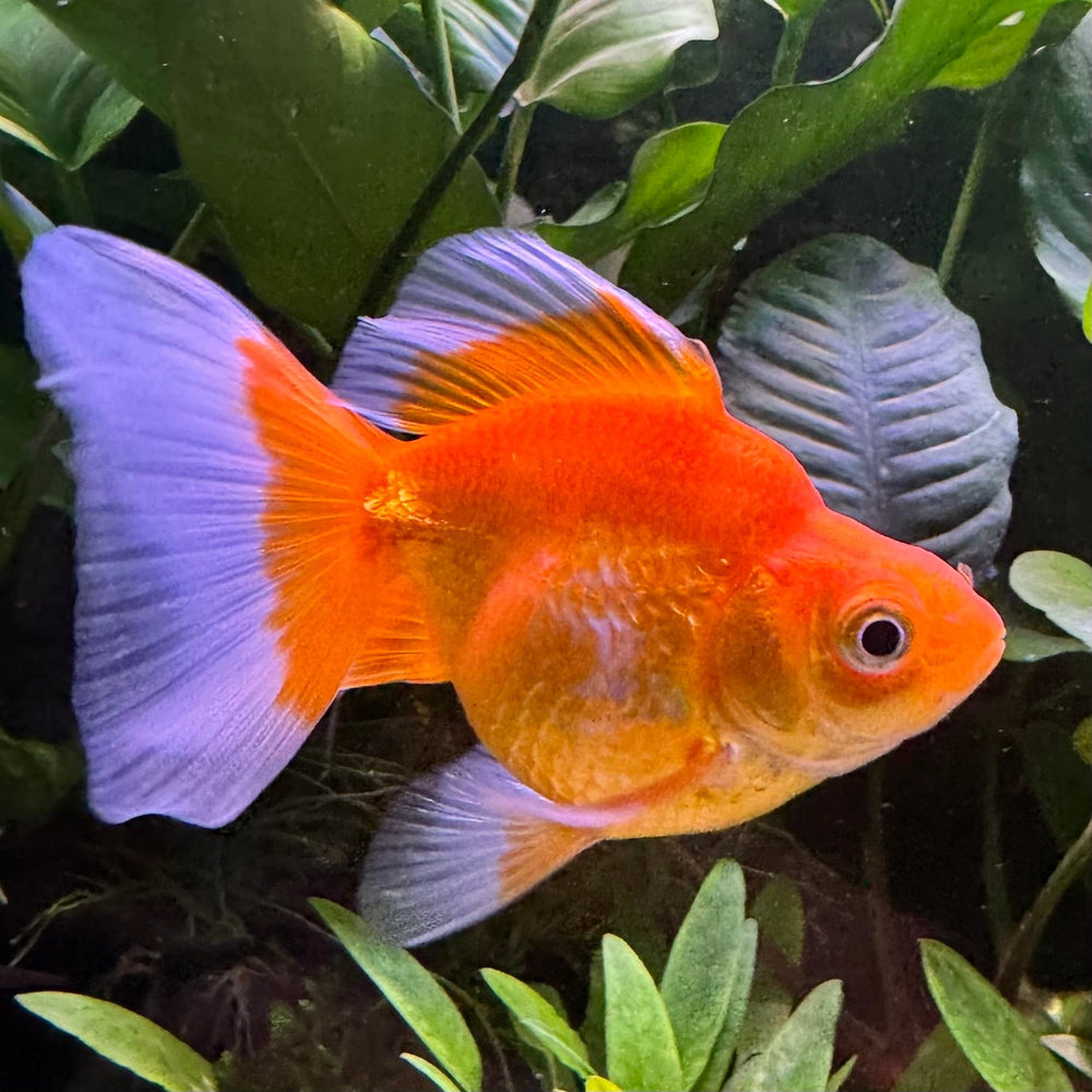 Ryukin Goldfish In Assorted Colours - The Fish Farm