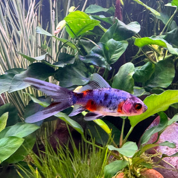 Australian Goldfish - The Fish Farm