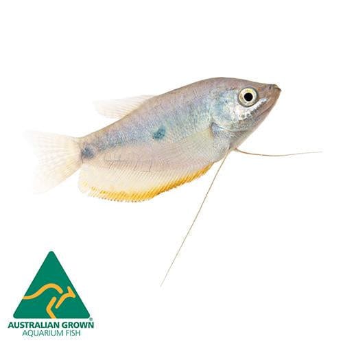 3-Spot Gourami - The Fish Farm