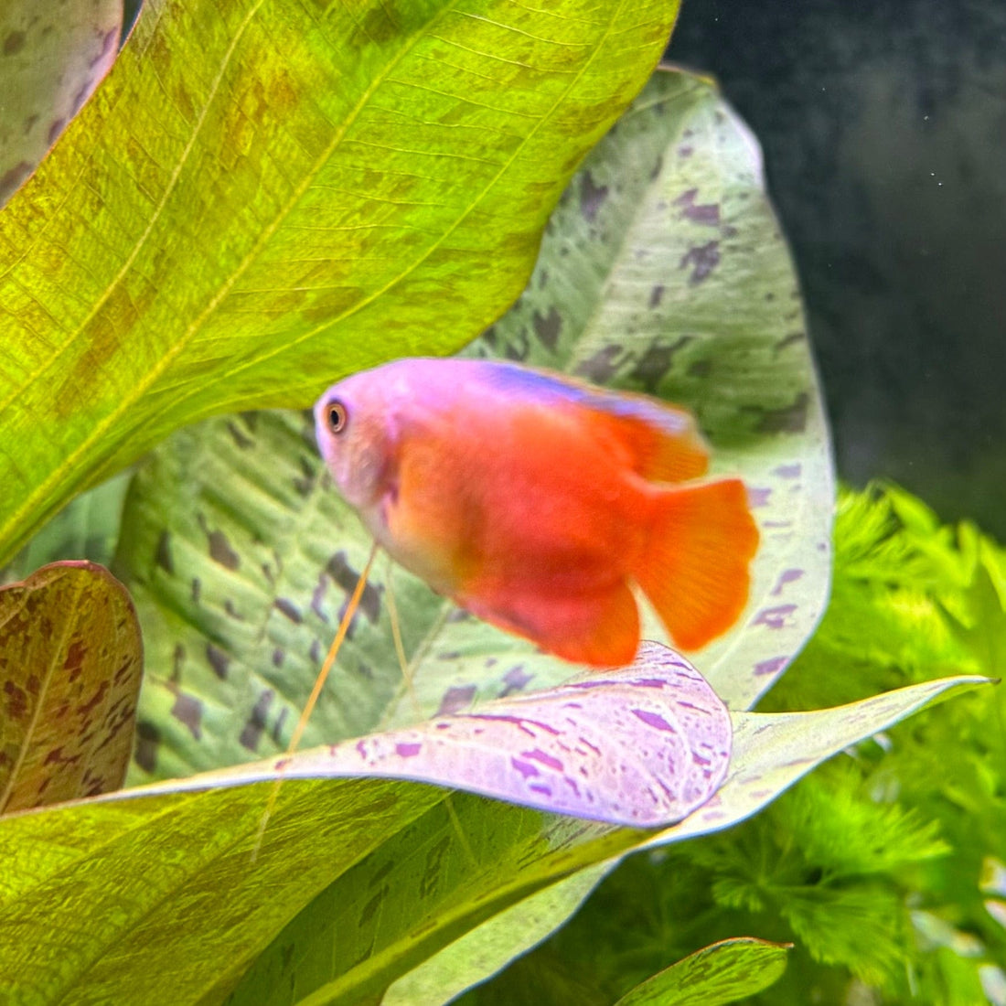 Dwarf Red Flame Gourami - The Fish Farm