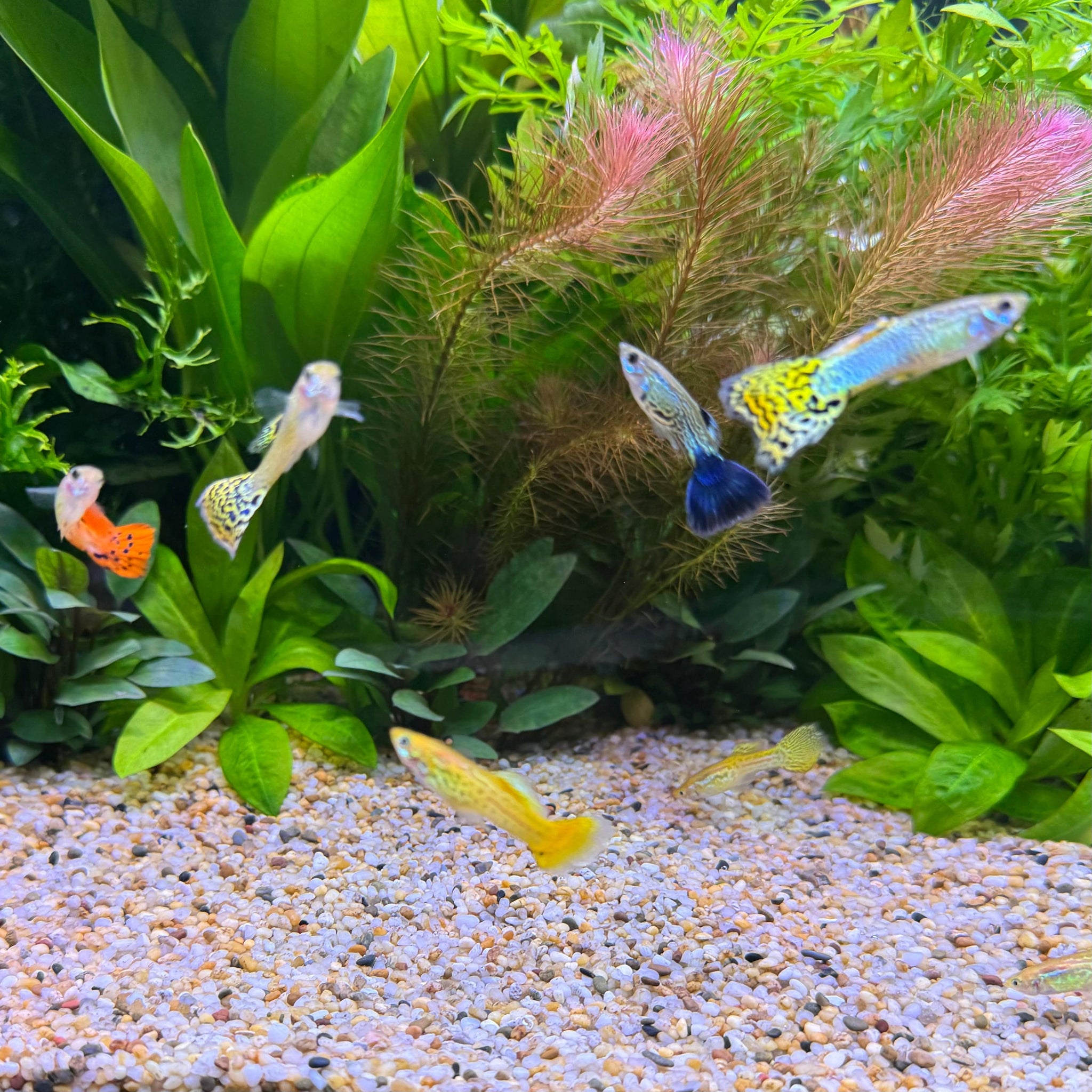 Choose Male Assorted Cobra Guppy from The Fish Farm Australia