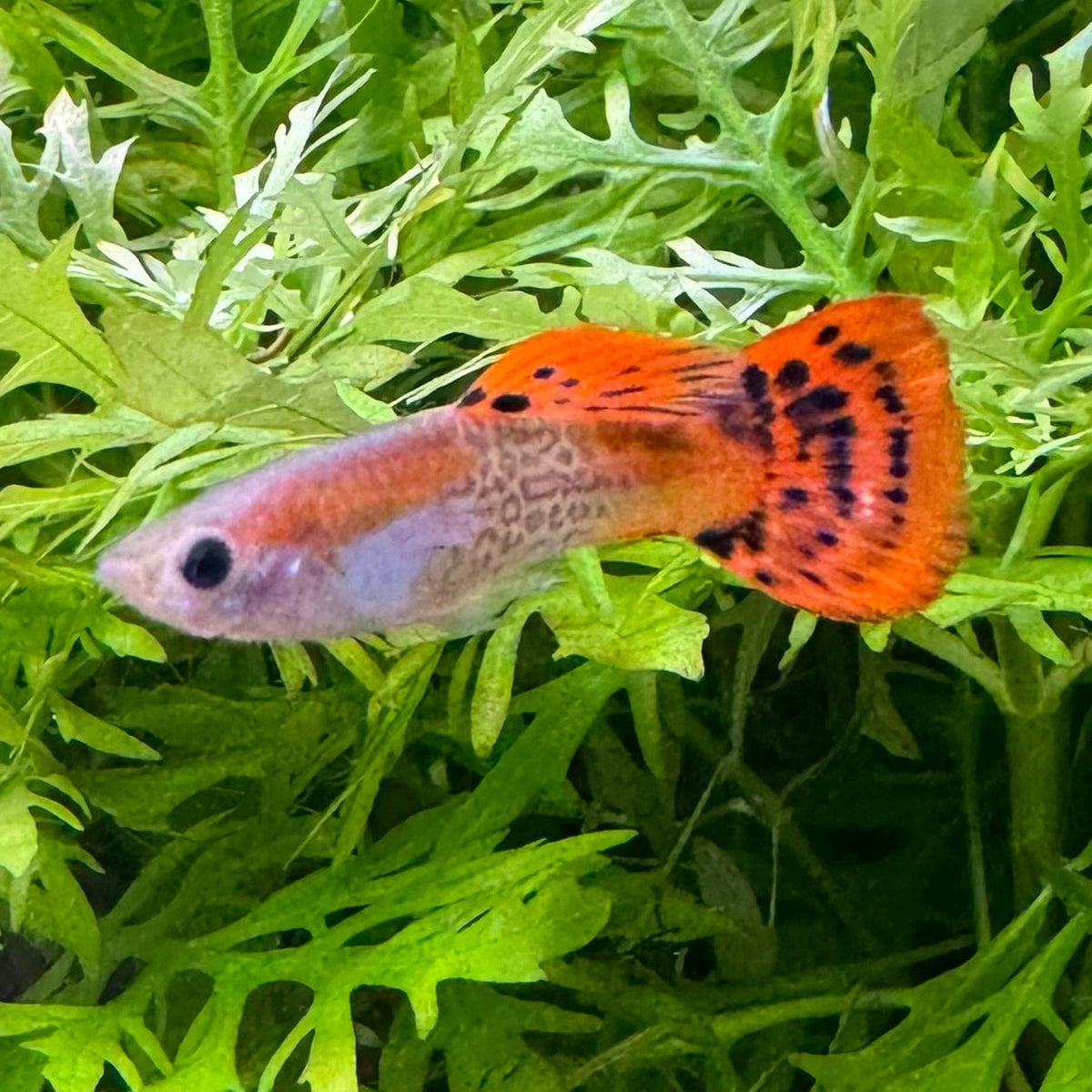 Male Red Cobra Guppy Fish - The Fish Farm