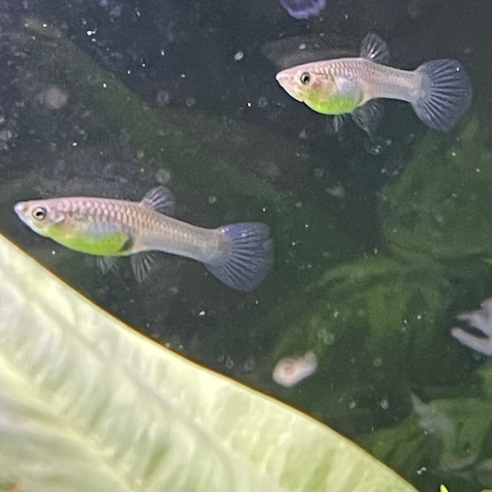 Buy Assorted Female Endler Guppy from The Fish Farm