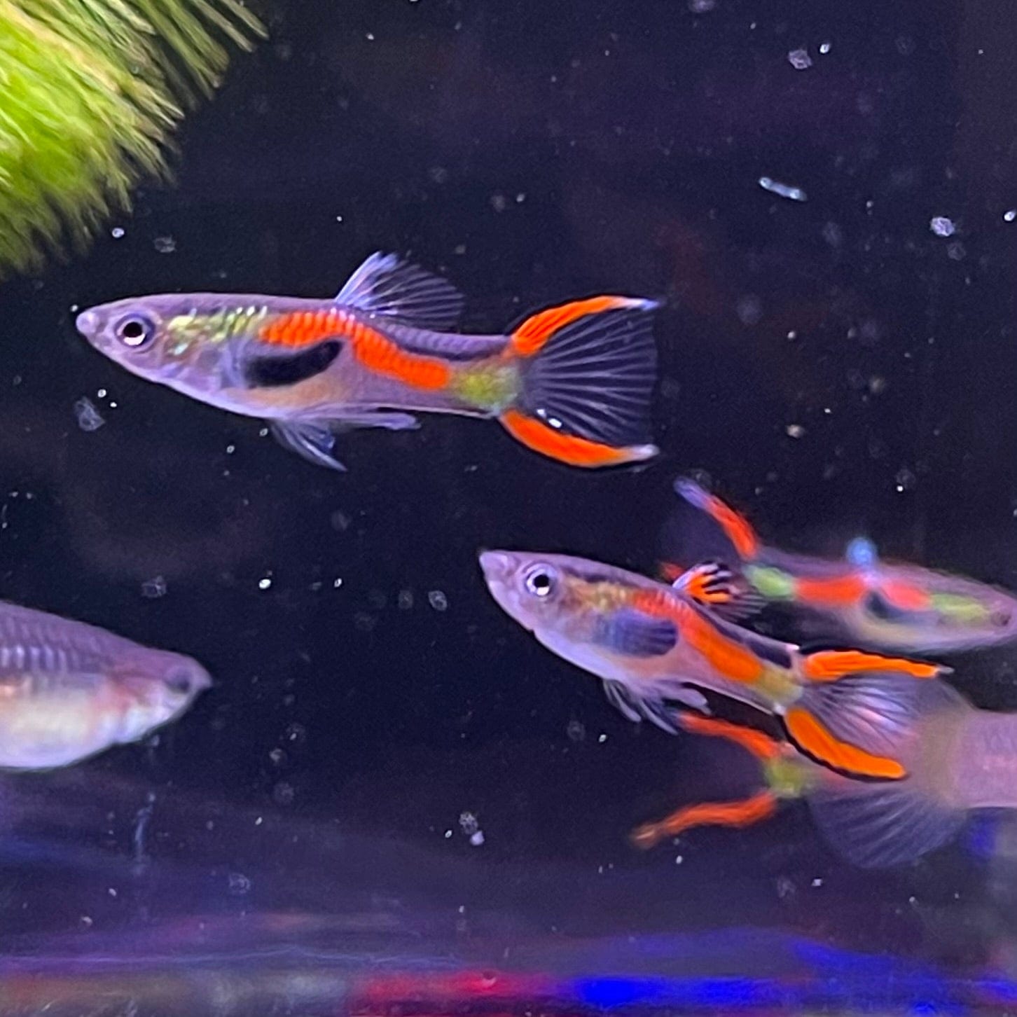 Buy Assorted Male Endler Guppy from The Fish Farm