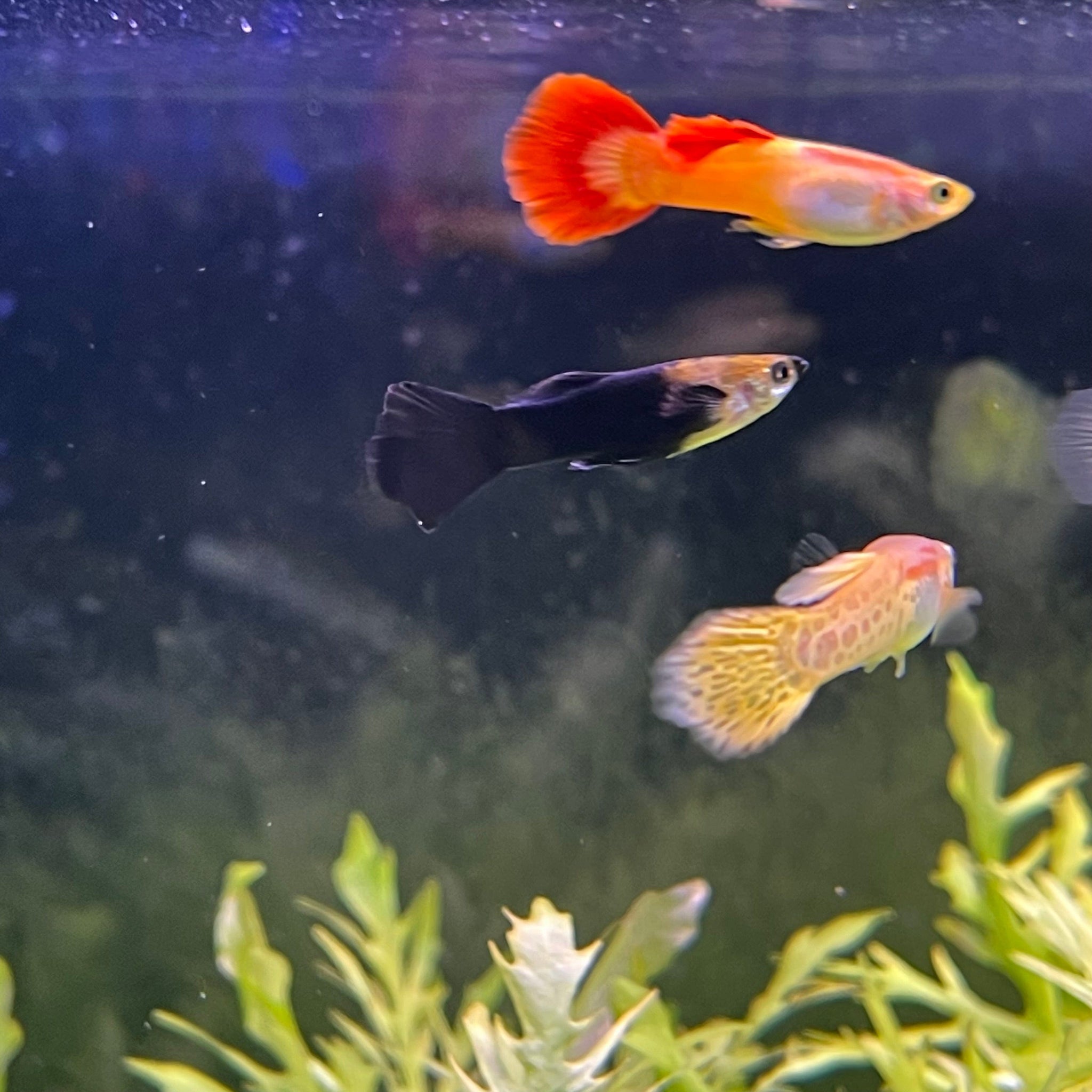 Guppy Male 3.5cm Assorted Colours - The Fish Farm
