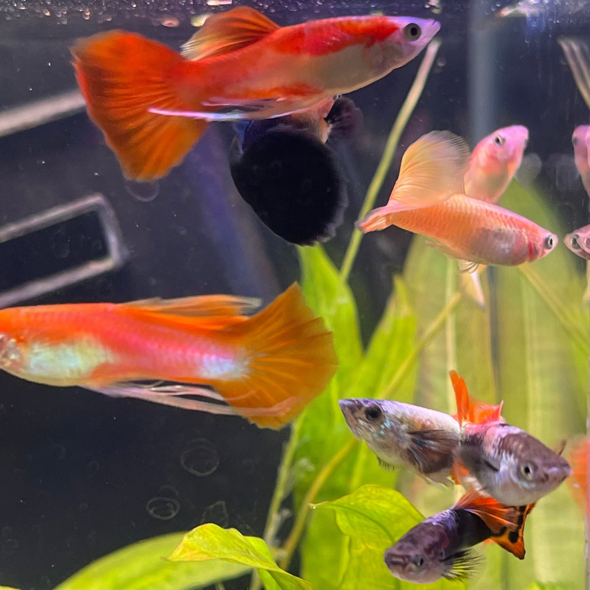GUPPIES & ENDLERS - The Fish Farm Australia