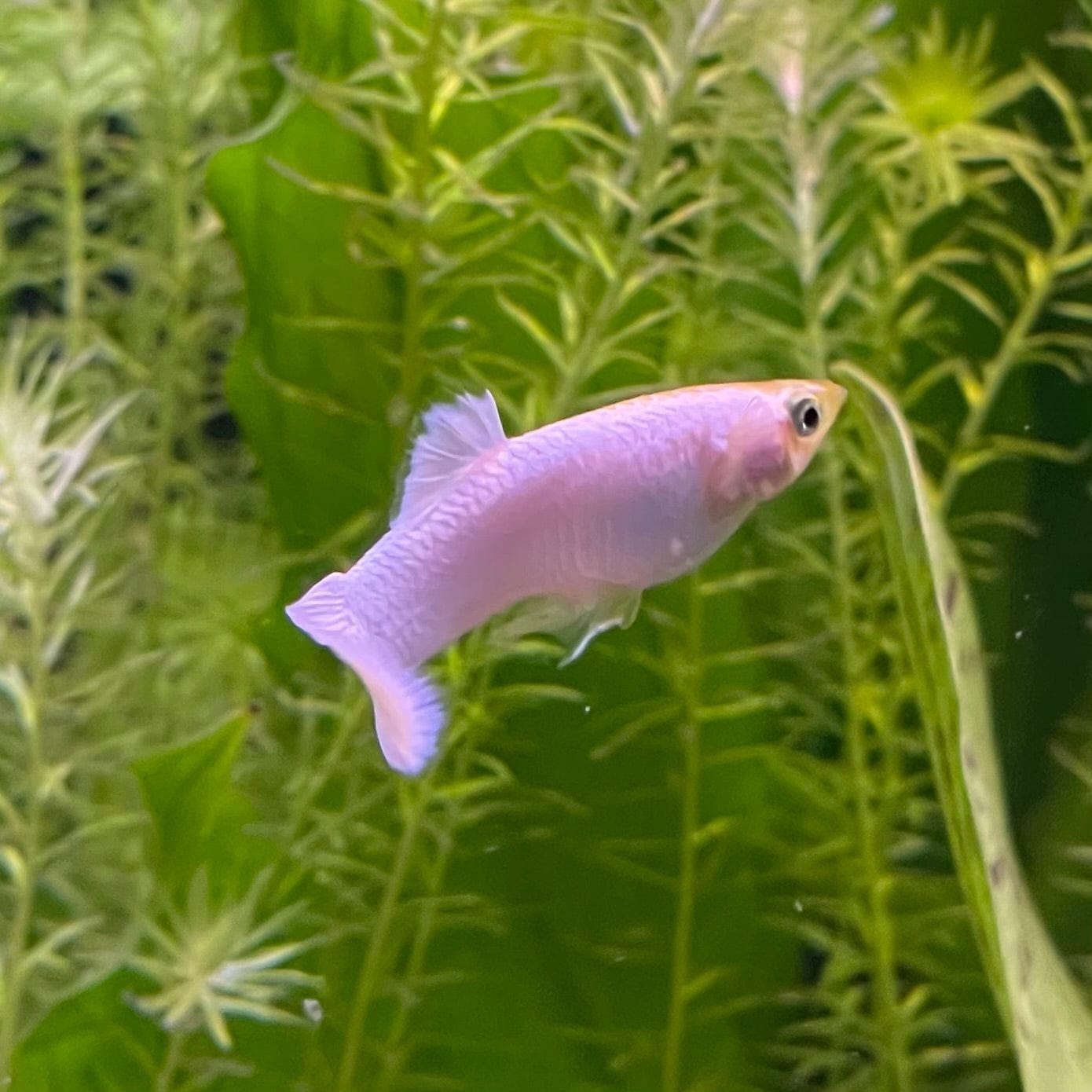 Buy male Snow White Guppy shipped direct from The Fish Farm Australia
