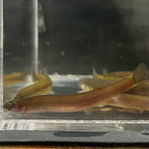 LOACHES - The Fish Farm - Australia
