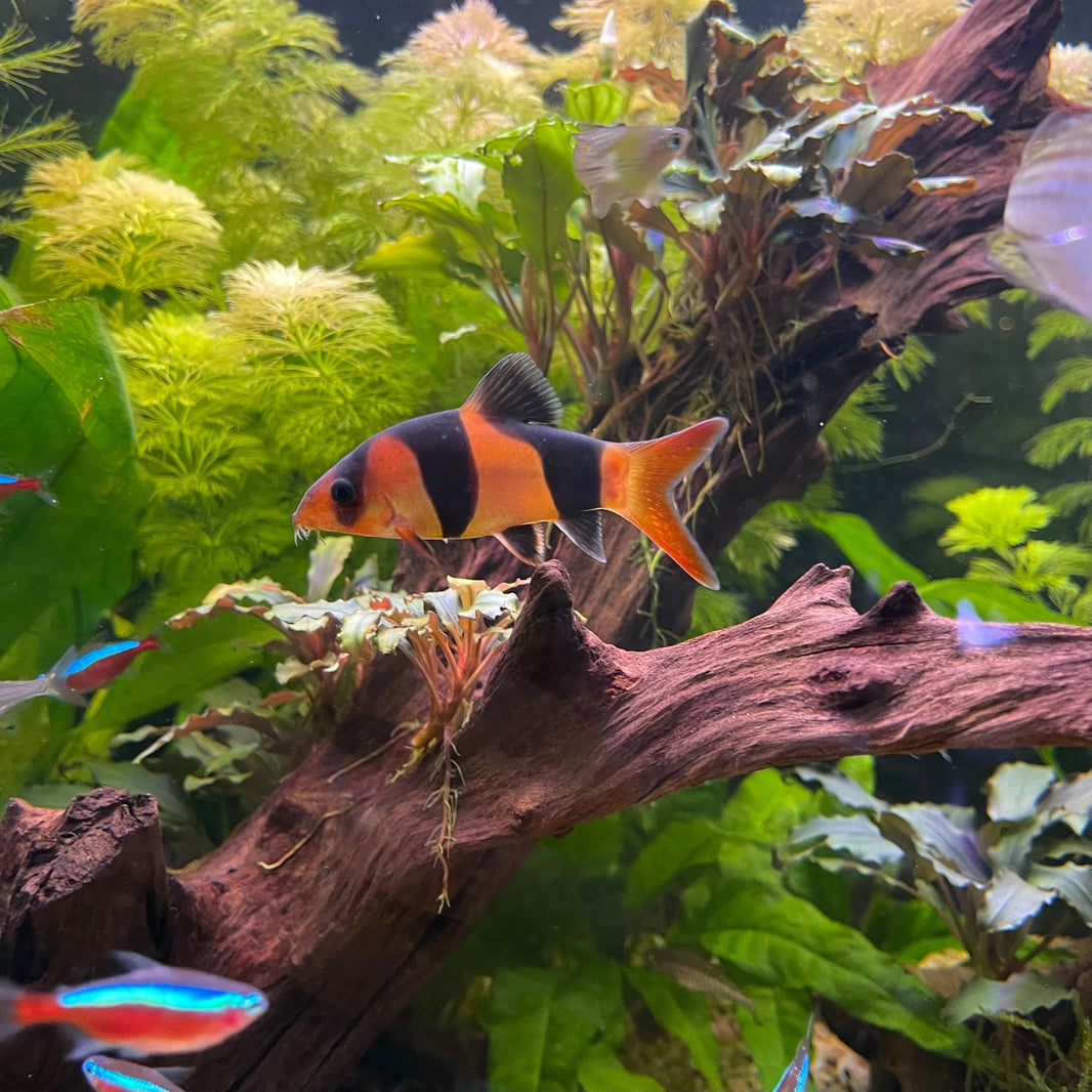 LOACHES - The Fish Farm - Australia
