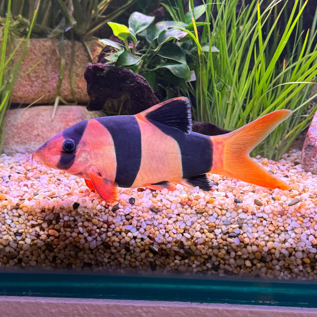 LOACHES - The Fish Farm - Australia