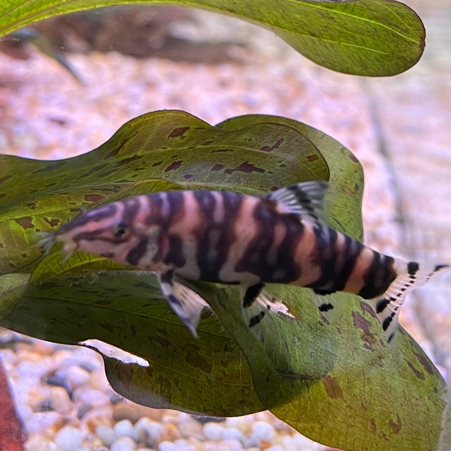 Pakistani Loach - The Fish Farm