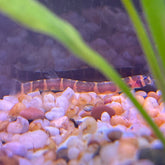 LOACHES - The Fish Farm - Australia