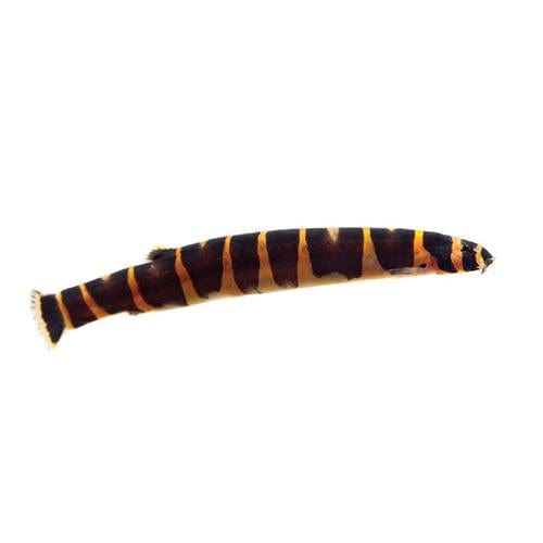 Striped Kuhli Loach - The Fish Farm