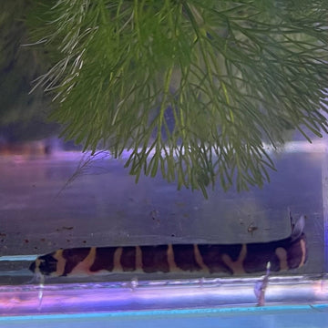 LOACHES - The Fish Farm - Australia