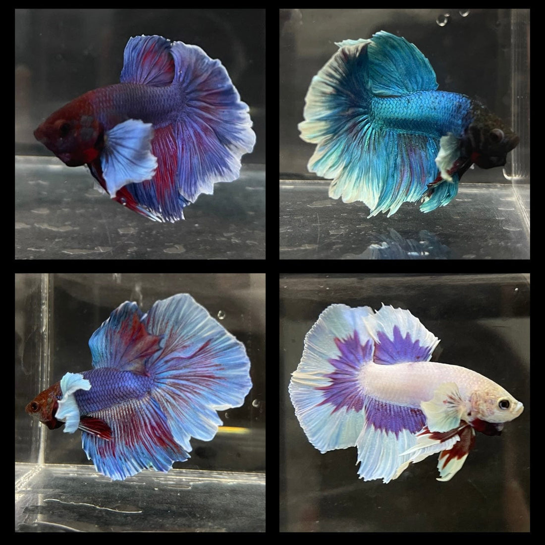 Dumbo Halfmoon Betta 6cm- The Fish Farm
