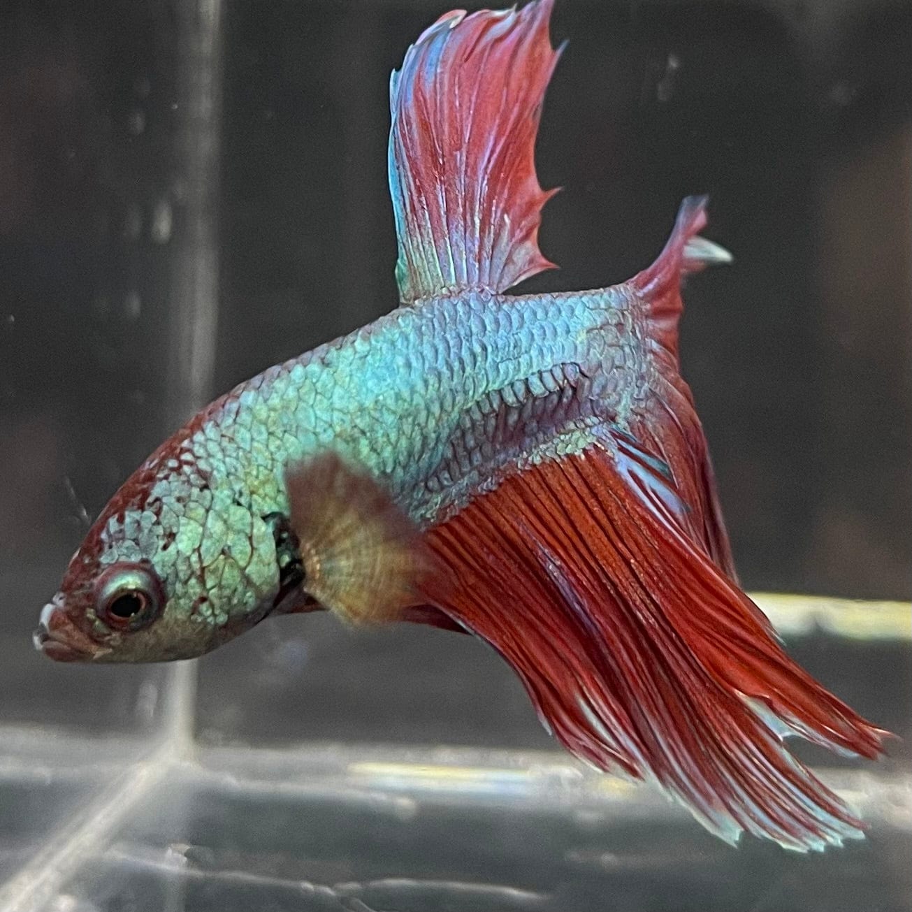 MALE BETTAS – The Fish Farm