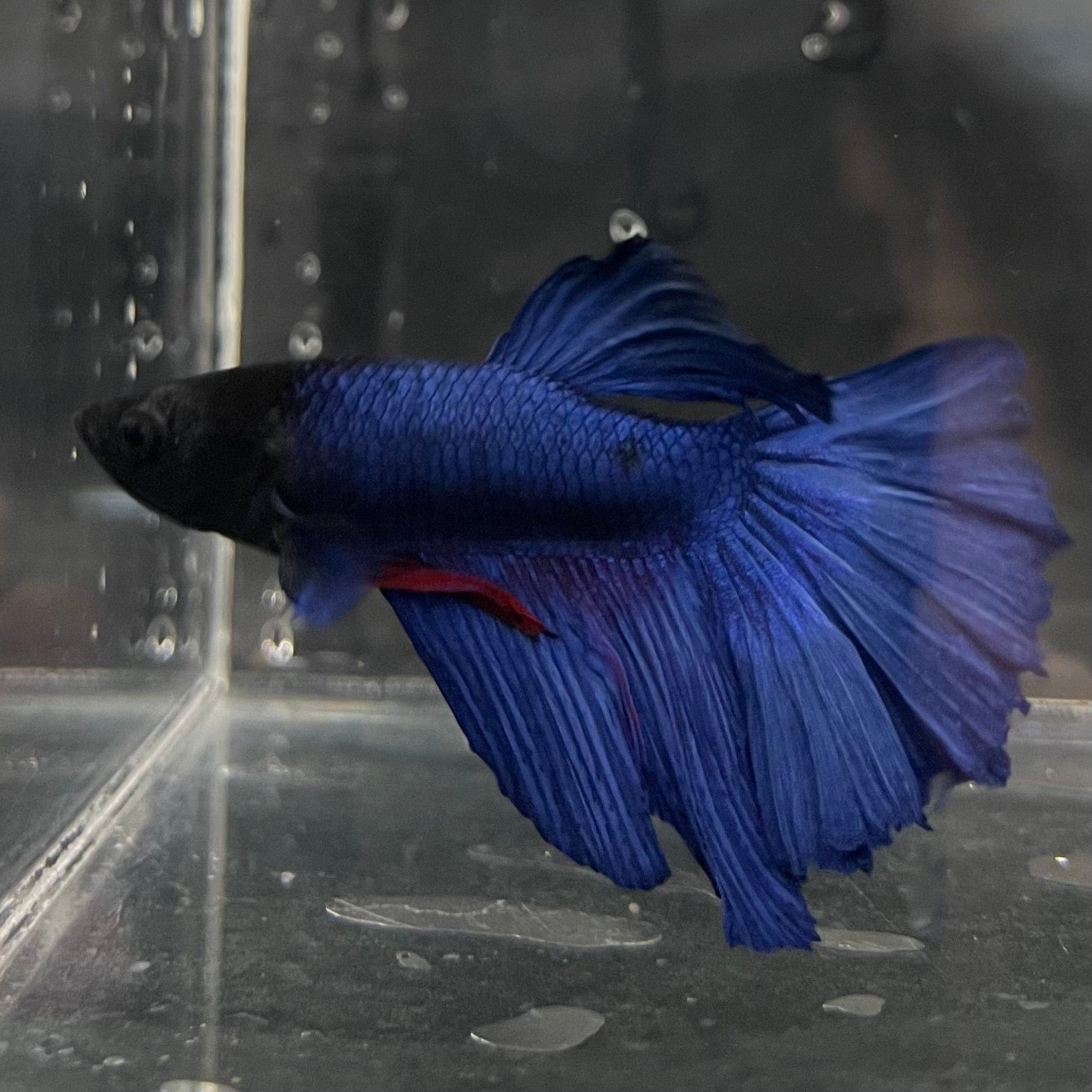 Choose your favourite Male Betta from The Fish Farm Australia