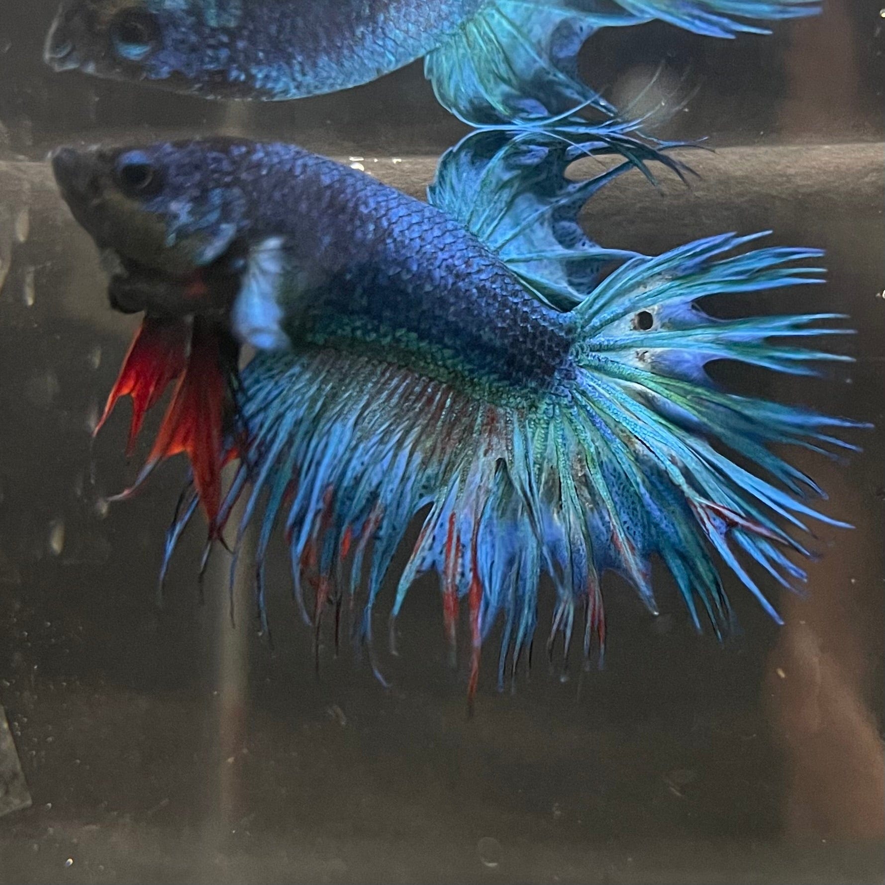 Male Betta Fish