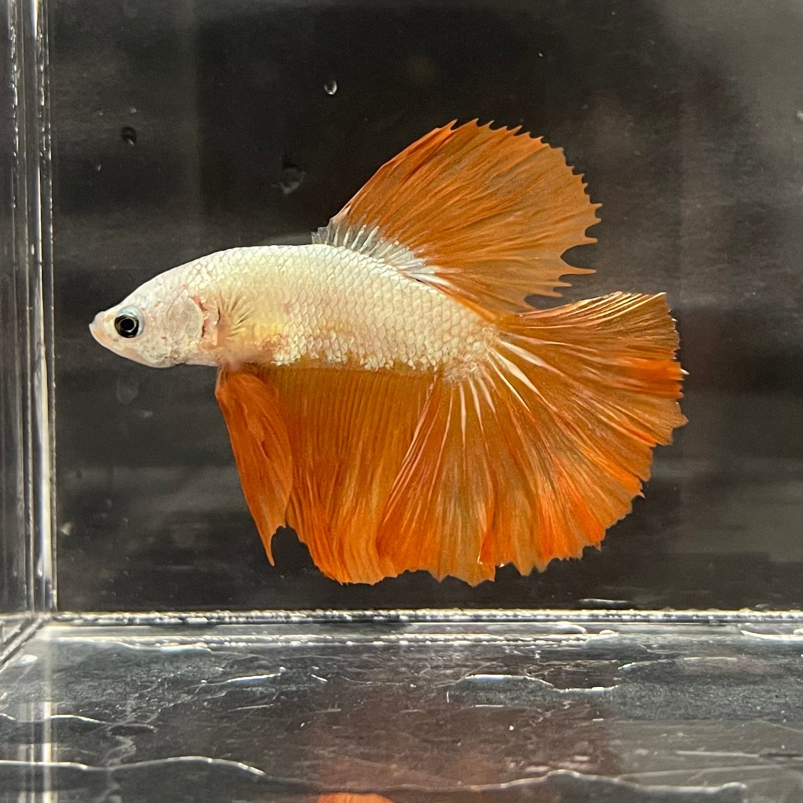Choose your favourite Male Betta from The Fish Farm Australia