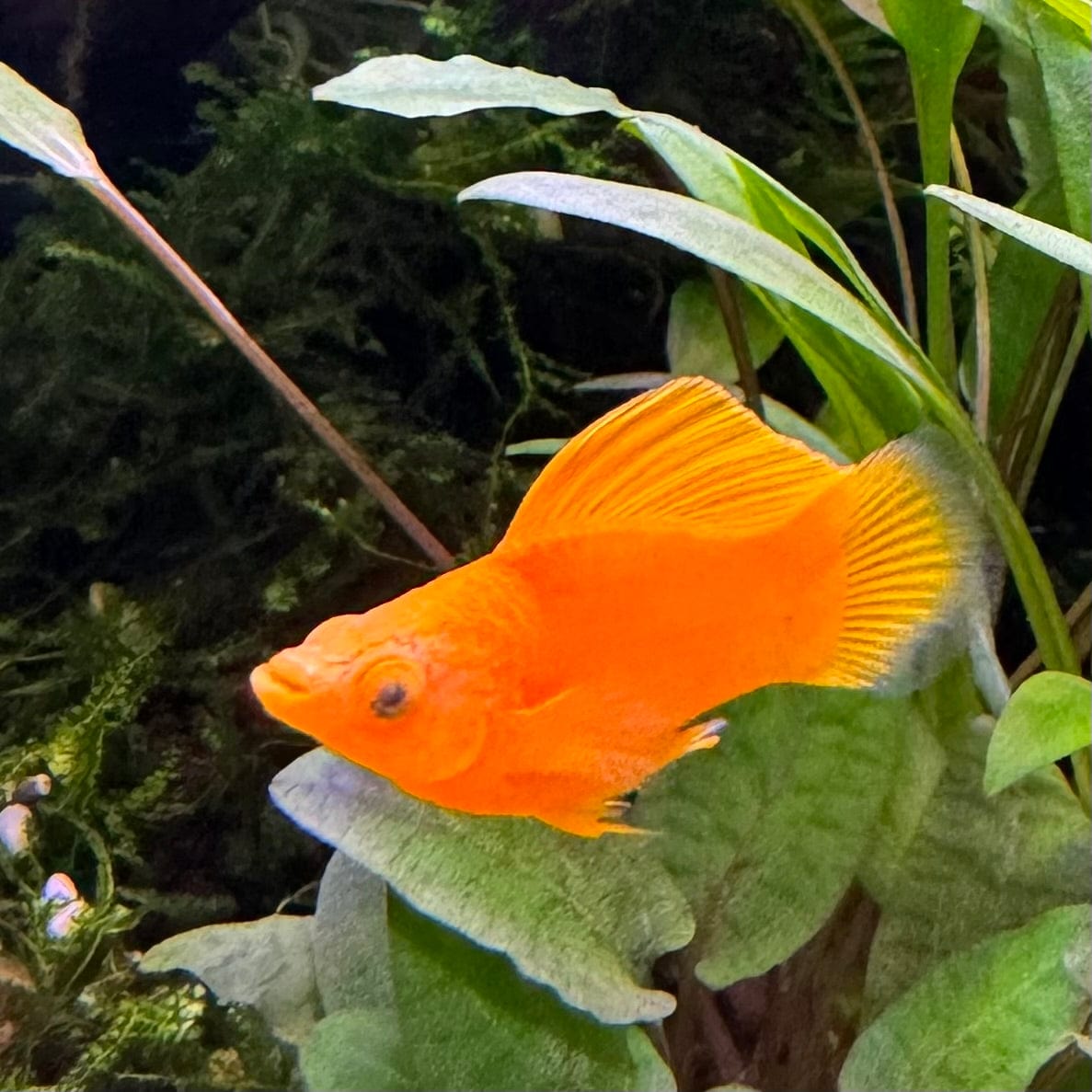 Buy Orange Balloon Molly from The Fish Farm Australia