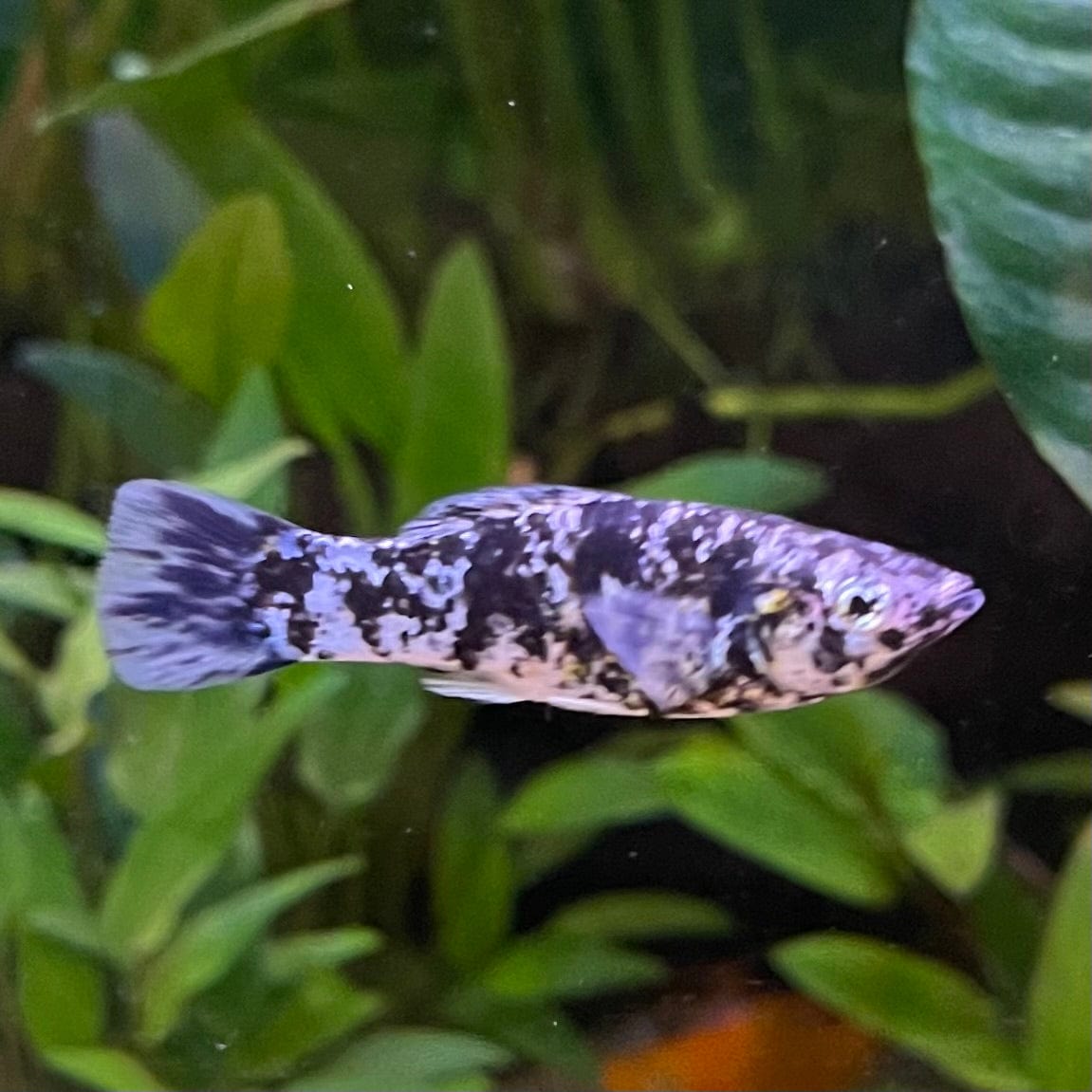 Marble Molly - The Fish Farm