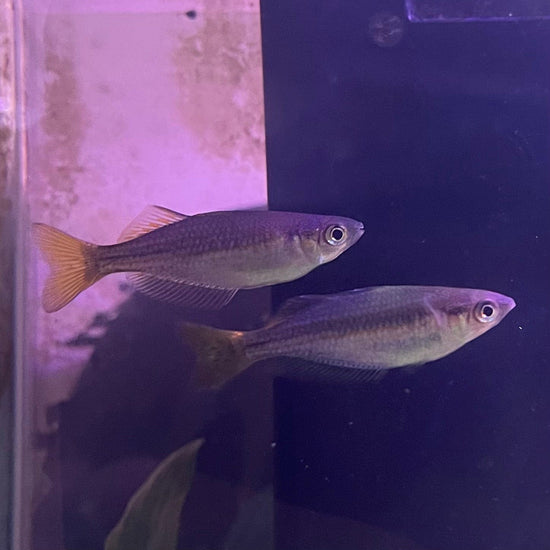 Assorted Colour Native Rainbow Fish 5cm - The Fish Farm