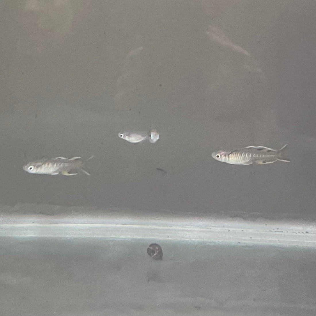 Pacific Blue Eyes - The Fish Farm