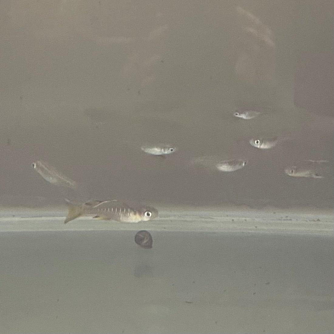 Pacific Blue Eyes - The Fish Farm