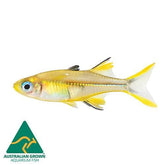 AUSTRALIAN & NZ NATIVE FISH – The Fish Farm
