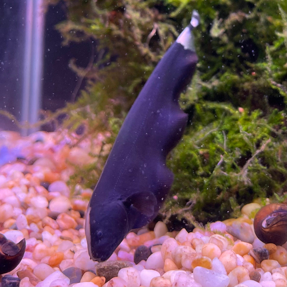 Black Ghost Knife Fish - The Fish Farm