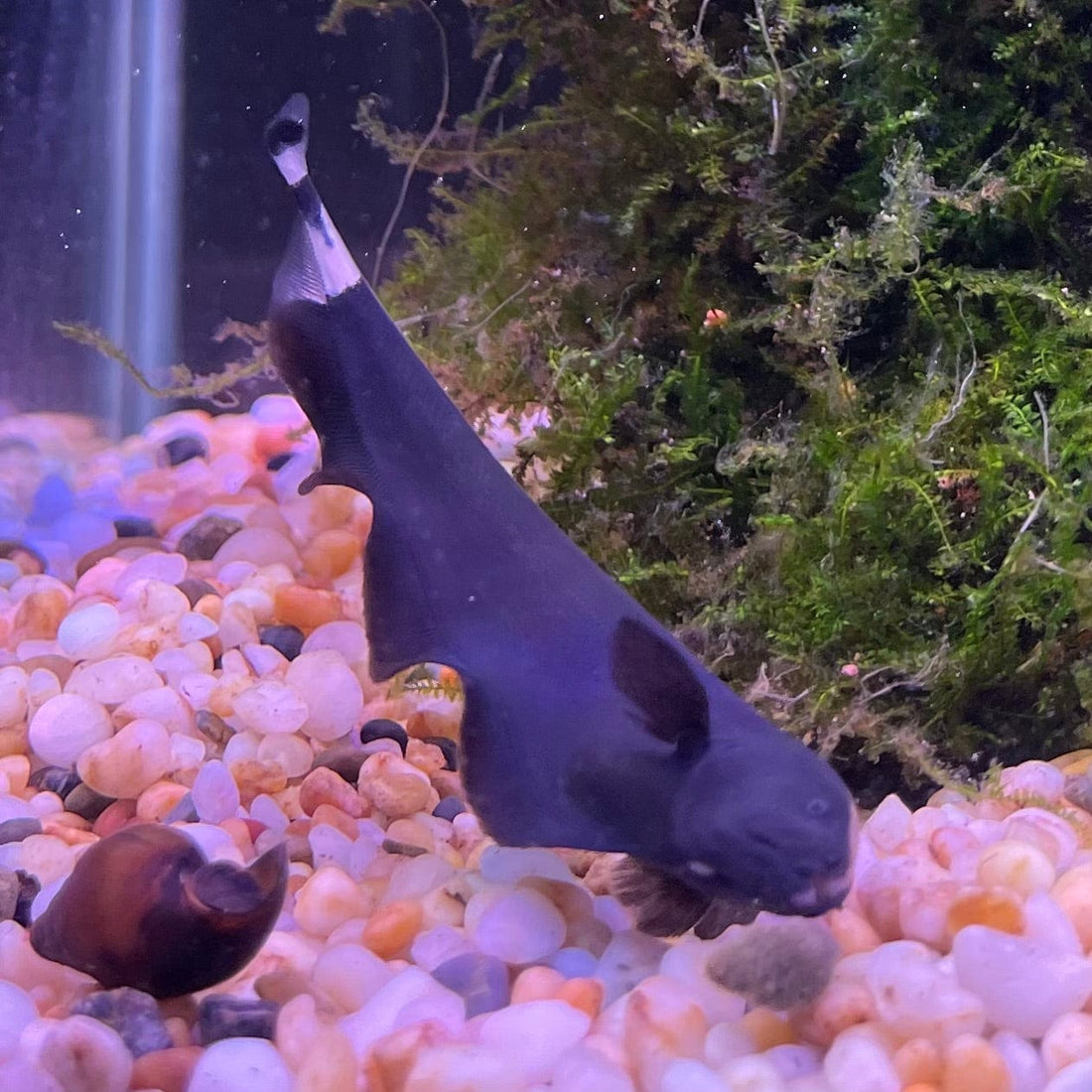 Black Ghost Knife Fish - The Fish Farm