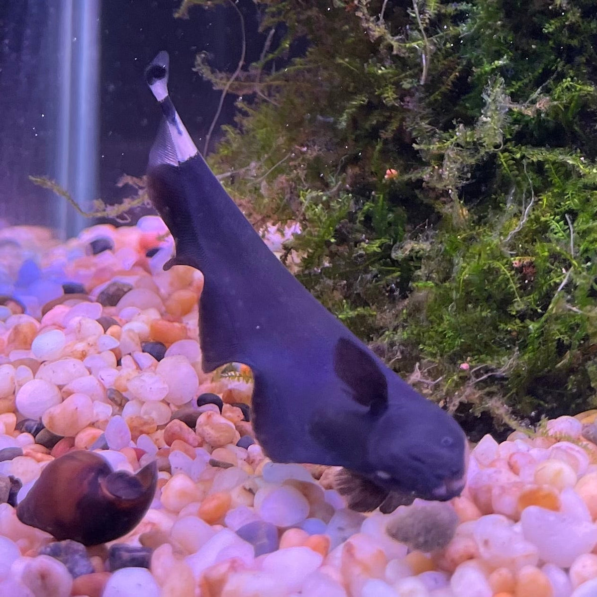 Black Ghost Knife Fish - The Fish Farm