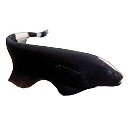 Black Ghost Knife Fish - The Fish Farm