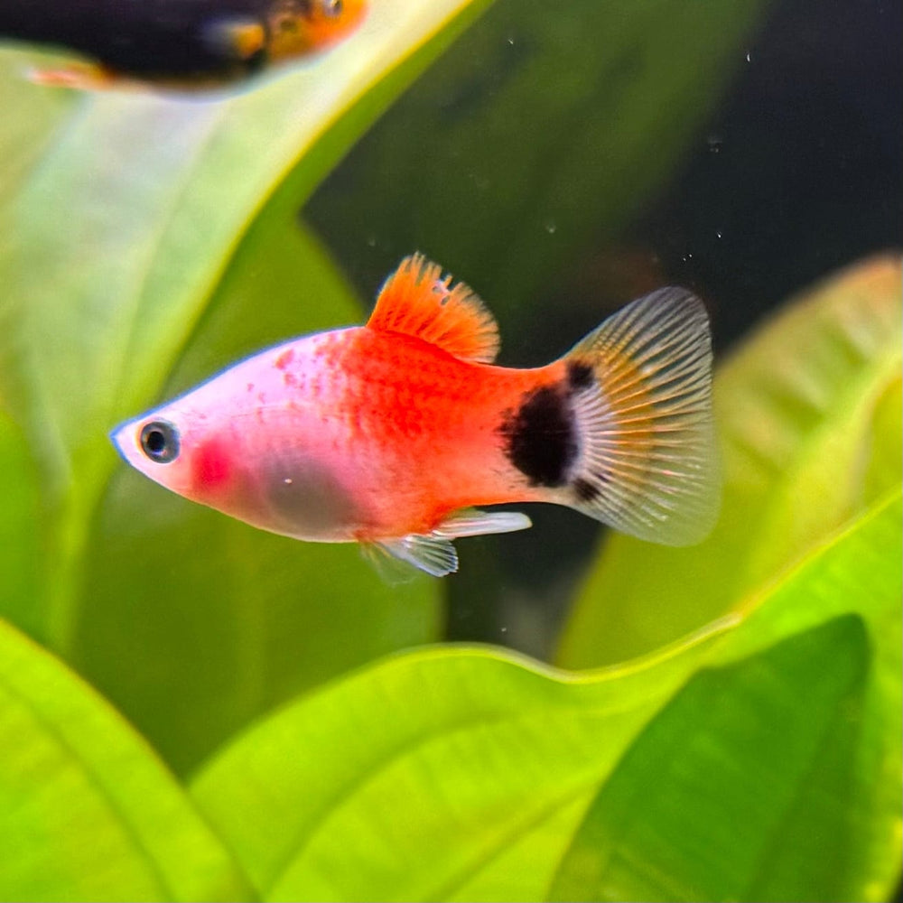 Platy Assorted Colours - The Fish Farm
